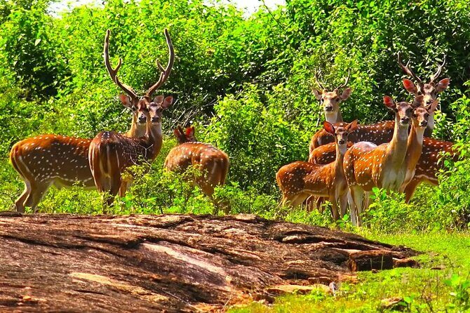 Day Excursions to Wasgamuwa National Park From Negombo - A Detailed Look at the Day Trip Experience