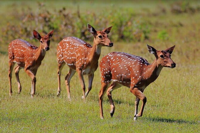 Day Excursions to Wilpattu National Park from Negombo - A Detailed look at the Wilpattu National Park Tour