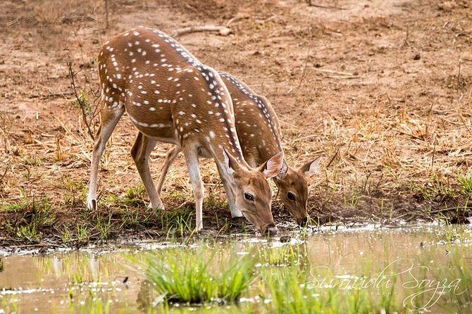 Day Excursions To Yala National Park Jeep Safari Form Galle - Itinerary Breakdown