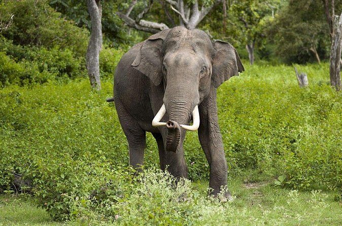 Day Excursions To Yala National Park Jeep Safari Form Galle - The Value of the Experience