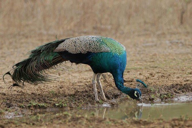 Day Excursions To Yala National Park Jeep Safari Form Galle - Practical Tips for the Tour