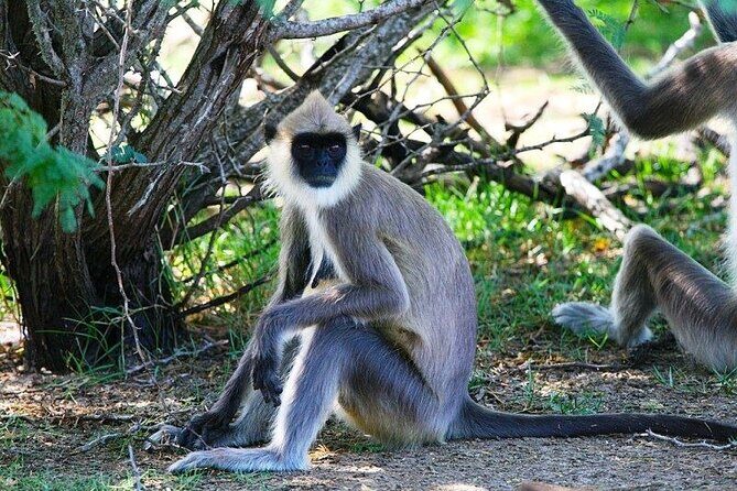 Day Excursions To Yala National Park Jeep Safari Form Galle - Who is This Tour Best For?