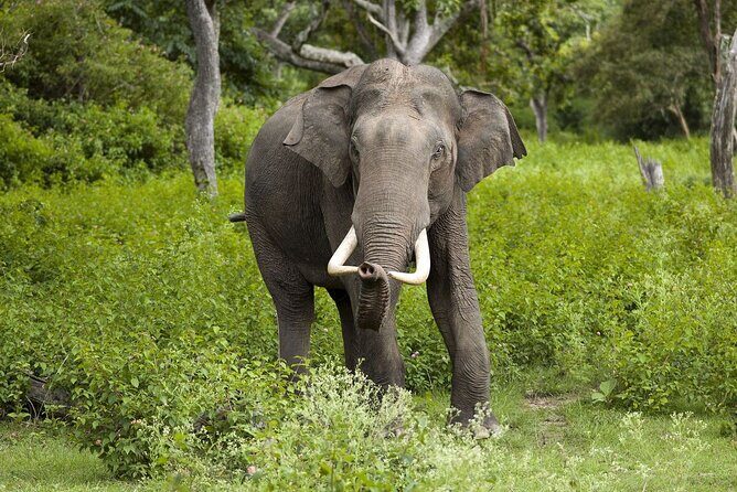 Day Excursions To Yala National Park Jeep Safari Form Galle - The Sum Up