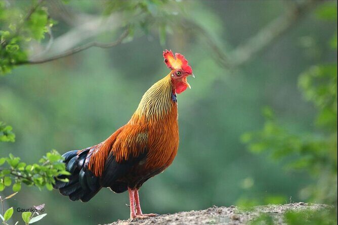 Day Excursions To Yala National Park Jeep Safari Form Galle - FAQ