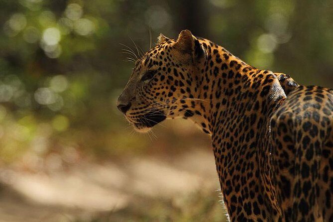 Day execution trincomalee to Wild safari willpattu national park - An Honest Look at the Trincomalee to Wilpattu Safari Tour