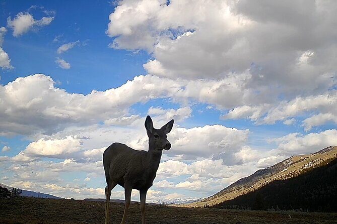 Day Hike in Yellowstone - Who Will Love This?