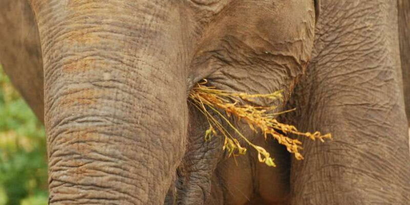 Day Safari From Hambantota - Comprehensive Review of Day Safari From Hambantota