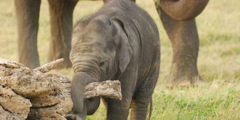 Day Safari From Hambantota - Frequently Asked Questions