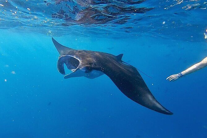Day Tour and Snorkeling With Manta Rays to Lembongan From Bali - Exploring the Day Tour and Snorkeling With Manta Rays to Lembongan From Bali