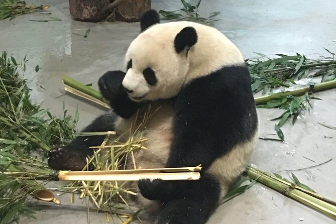 Day Tour: Chengdu Panda Breeding Base and Leshan Giant Buddha - An in-depth look at what this tour involves