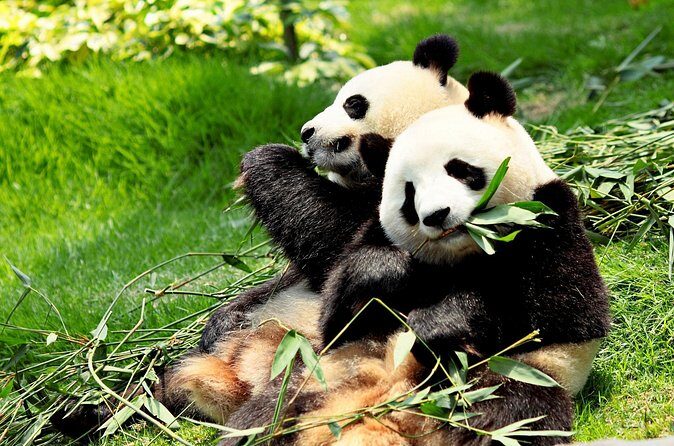 Day Tour: Chengdu Panda Breeding Base and Leshan Giant Buddha - Frequently Asked Questions