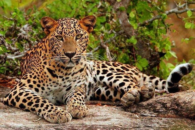 Day Tour from Colombo to Yala National Park Safari - FAQs