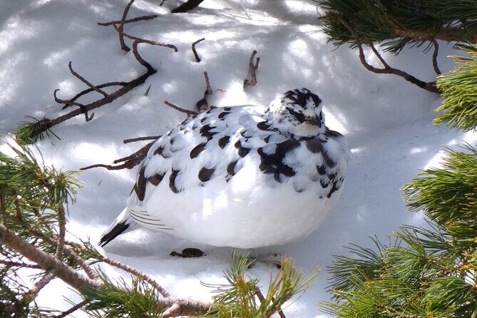 Day Tour from Kanazawa OR Toyama: Snow Wall and Mysterious Valley - FAQ