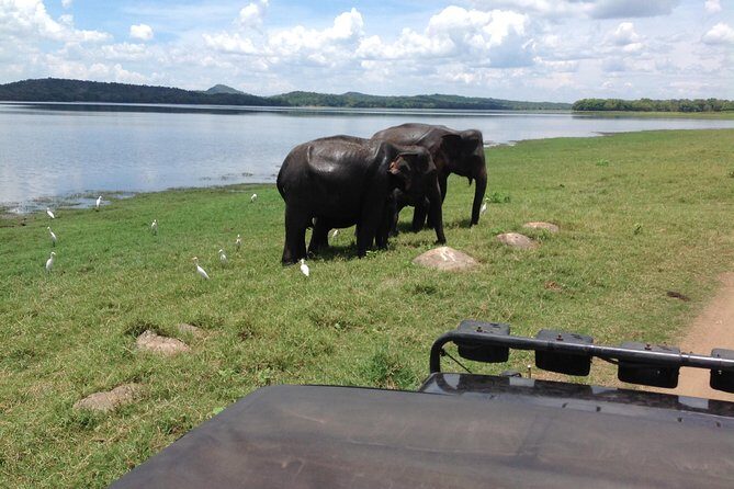 Day Tour from kandy to Sigiriya, Dambulla & National Park safari. - Logistics & Practicalities