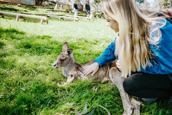 Day Tour in Mt. Field, Mt. Wellington, Bonorong Wildlife Sanctuary and Richmond - Exploring Tasmania’s Best in One Day: A Review of the Hobart Day Tour