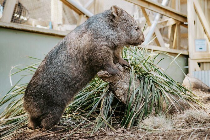 Day Tour in Mt. Field, Mt. Wellington, Bonorong Wildlife Sanctuary and Richmond - Areas for Consideration