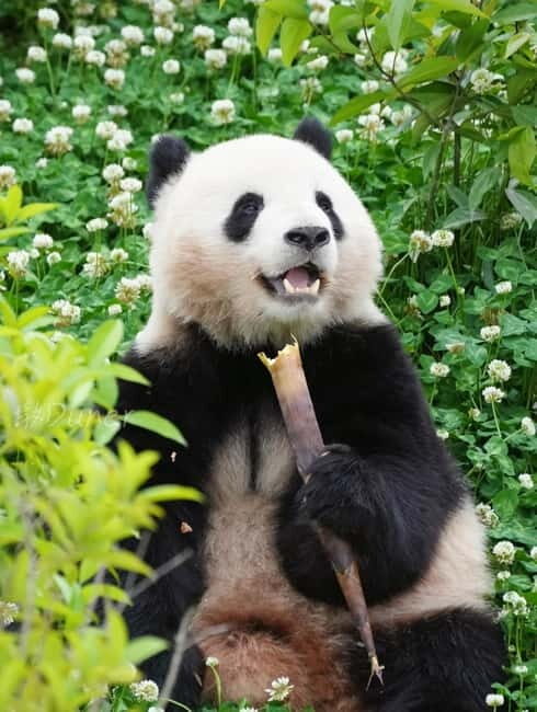 Day Tour of Chengdu & Panda Research Base - Key Points