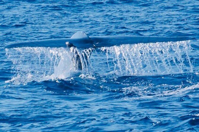 Day tour of Galle - Practical Tips for Making the Most of This Tour