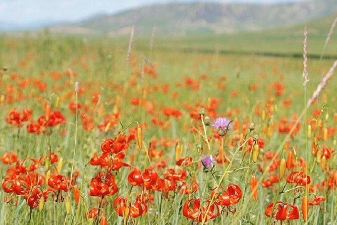 Day Tour of Hustai National Park - Exploring Hustai National Park: An Honest Breakdown