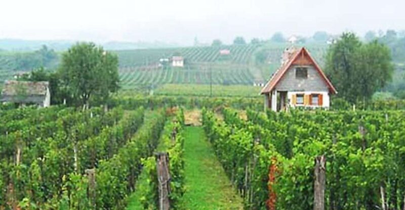 Day Tour of Pécs and with Villány with Wine Tasting - An In-Depth Look at the Tour Experience