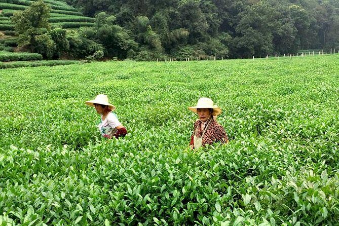 Day Tour of Picturesque Hangzhou - Who Is This Tour Best For?