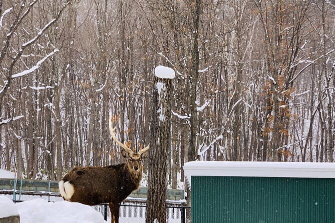 Day Tour to Asahiyama Zoo Biei Blue Pond Furano by Private Car - Key Points