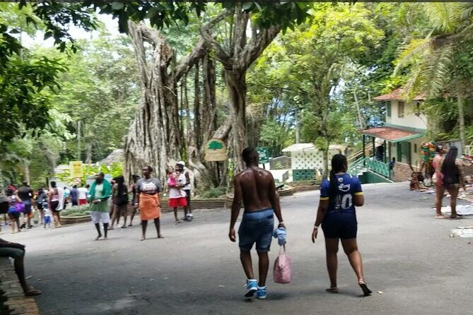 Day Tour To Dunn River Falls and Tubing - The Itinerary: What to Expect