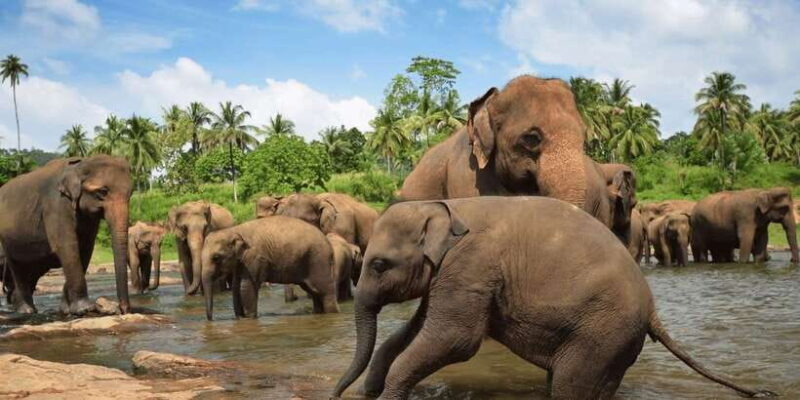 Day Tour to Elephant Orphanage / spice garden - A Detailed Look at the Tour Experience