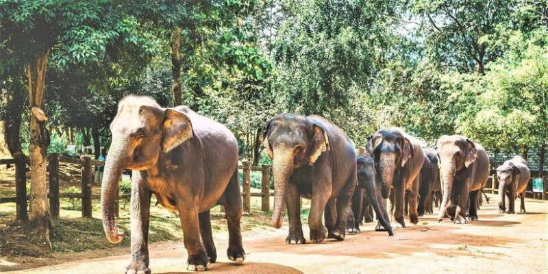Day Tour to Elephant Orphanage / spice garden - The Sum Up
