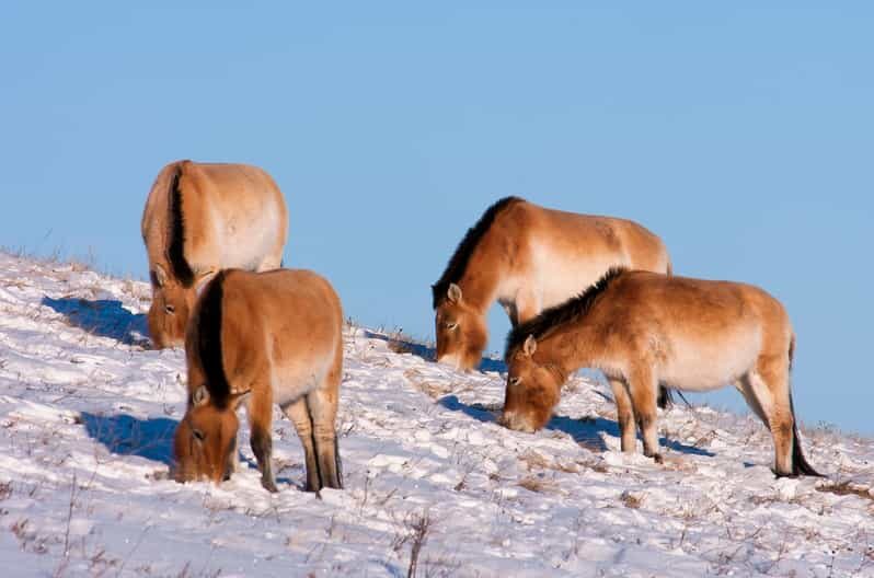 Day tour to Hustai national park - An In-Depth Look at the Hustai National Park Day Tour