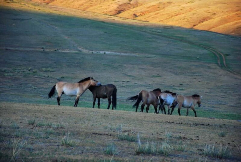Day tour to Hustai national park - Authentic Encounters and Practical Advice
