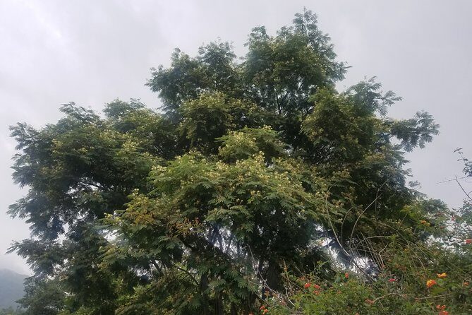 Day Tour to Kunchepwakal Village Culture & Scenic Landscapes - Exploring Village Life and Local Cuisine