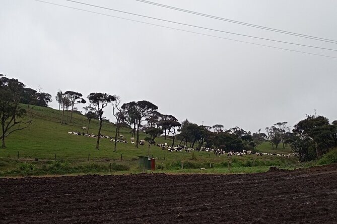 Day tour to Nuwaraeliya from Kandy - A Detailed Look at the Itinerary