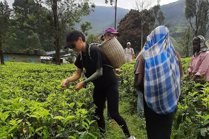 Day tour to Nuwareeliya (Little England) from Kandy - The Itinerary: A Closer Look at the Stops