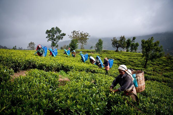 Day tour to Nuwareeliya (Little England) from Kandy - Final Thoughts: Who Will Love This Tour?