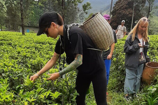 Day tour to Nuwareeliya (Little England) from Kandy - FAQs