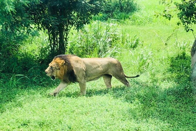 Day Tour To Ridiyagama Safari Park From Colombo - Key Points