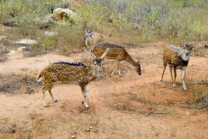 Day Tour To Ridiyagama Safari Park From Colombo - Introduction: Why Consider a Day Trip to Ridiyagama Safari Park?