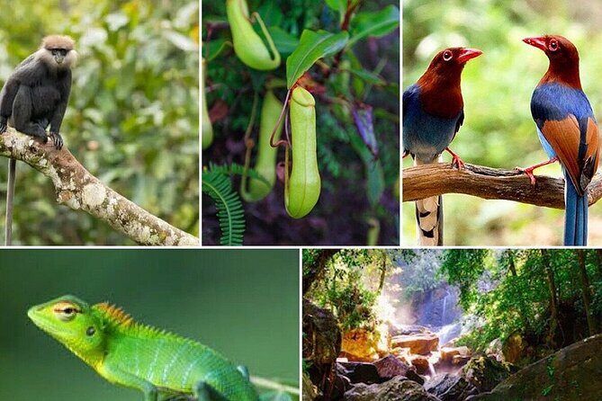 Day Tour to Sinharaja Rain Forest - Exploring the Sinharaja Rain Forest Experience
