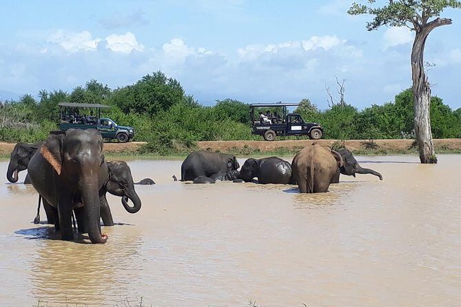 Day tour to Udawalawe from Colombo - Why This Tour Offers Great Value