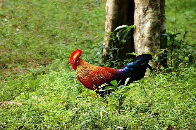 Day Tour to Wilpattu National Park from Bentota - The Experience Provider and Booking Details