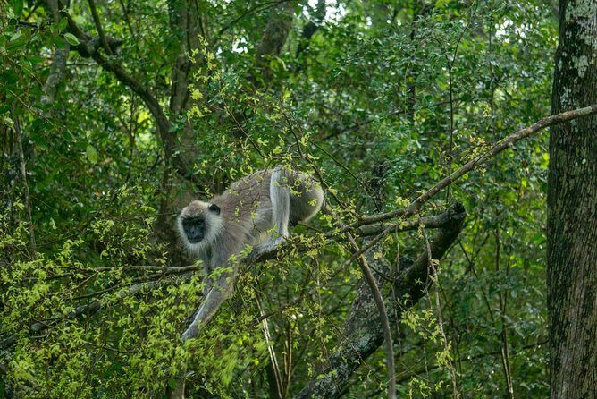 Day Tour to Wilpattu National Park from Bentota - The Sum Up