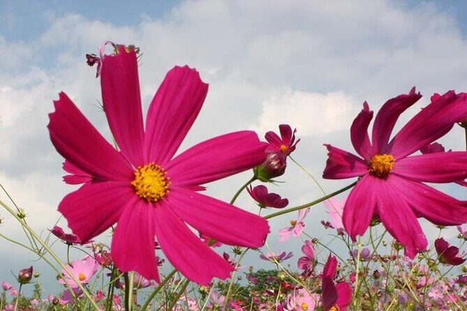 Day Tour to Yutoku Inari Shrine & Sachihime Sake Brewery| Fukuoka - Authentic and Memorable Experience in Kyushu