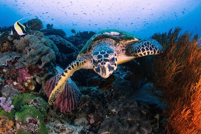 Day Tour West Nusa Penida and Snorkeling From Nusa Lembongan - An Overview of the Tour Experience