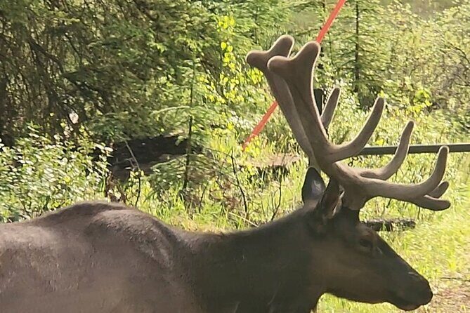 Day Tours in Banff National Park - Who Is This Tour Best For?