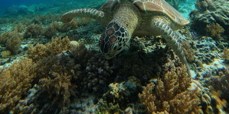 Day Trip 5 Secret Giilis in West South of Lombok - FAQs