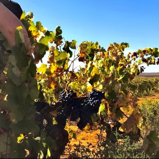 Day Trip and Discover the Heart of Alicantes Wine Country! - The Experience: What Travelers Say and Why It Matters