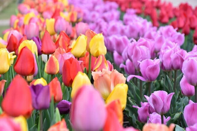 Day Trip Ashikaga Flower Park by Private Car from Tokyo - Starting from Tokyo: Comfort and Ease