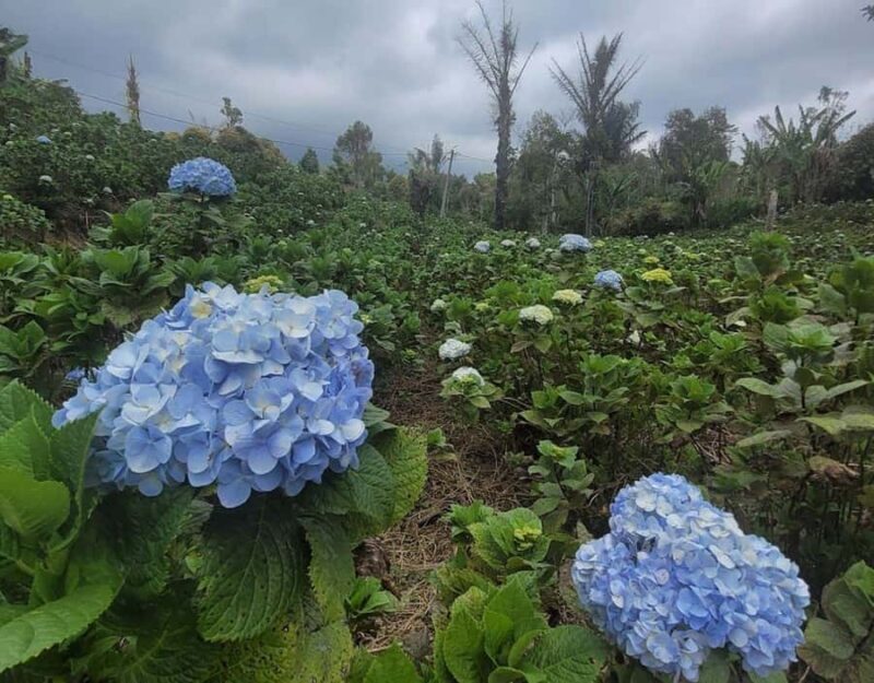 day trip bali: ulundanu,handara gate,banyumala waterfalls - Starting Point: Pickups and Planning