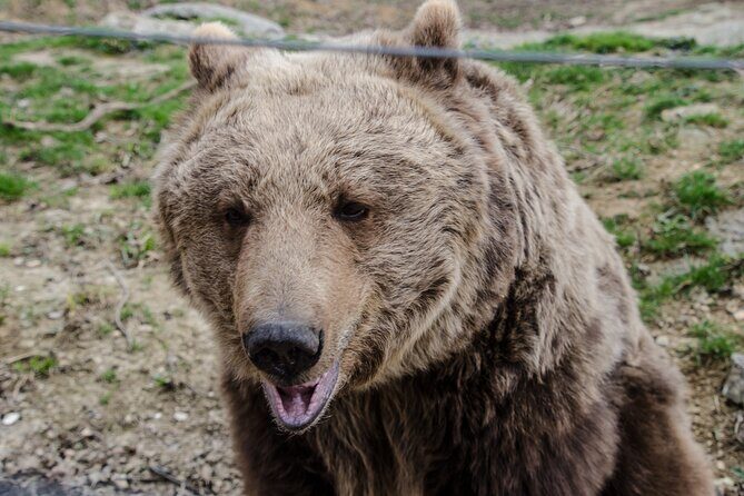 Day Trip Bear Sanctuary, Bran Castle, Rasnov Fortress from Brasov - FAQ